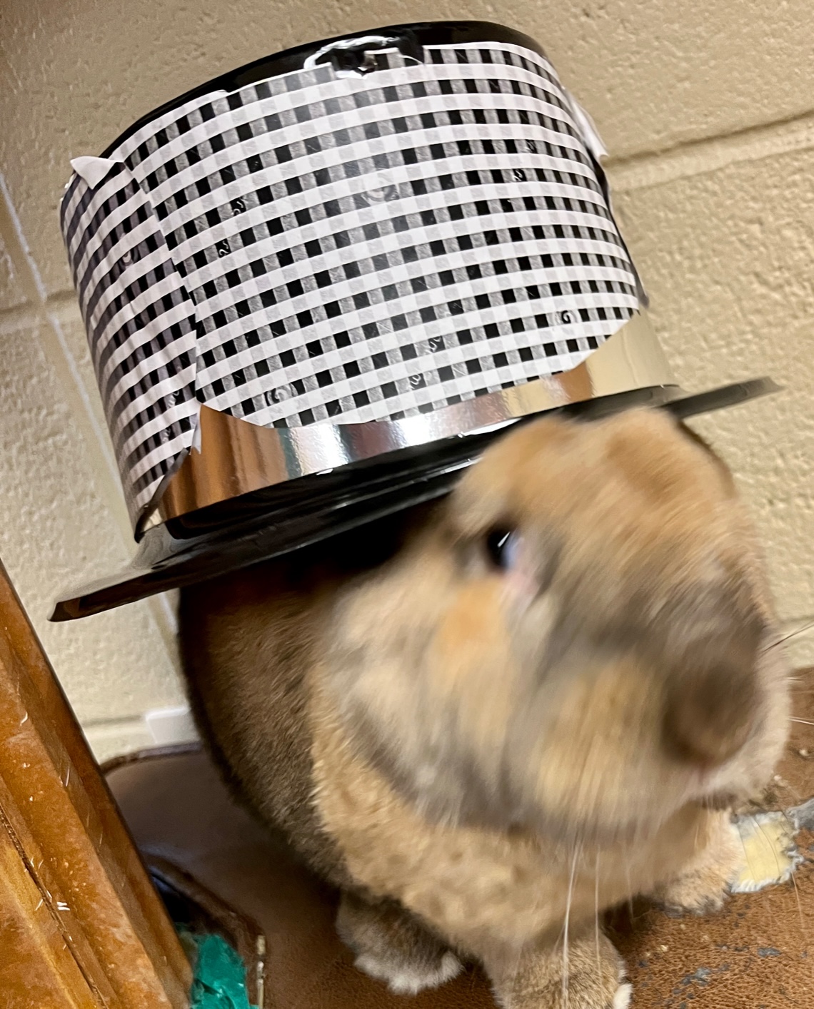 CAPS FOR SALE by Esphyr Slobodkina - Stories with Miss Library