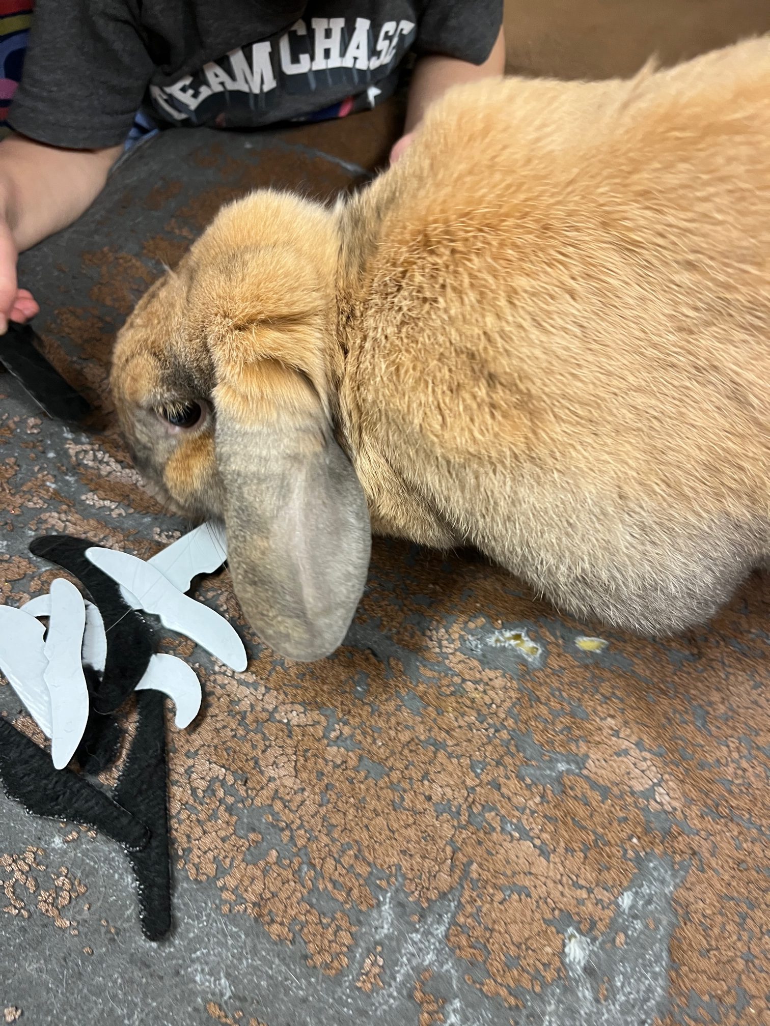 CAPS FOR SALE by Esphyr Slobodkina - Stories with Miss Library